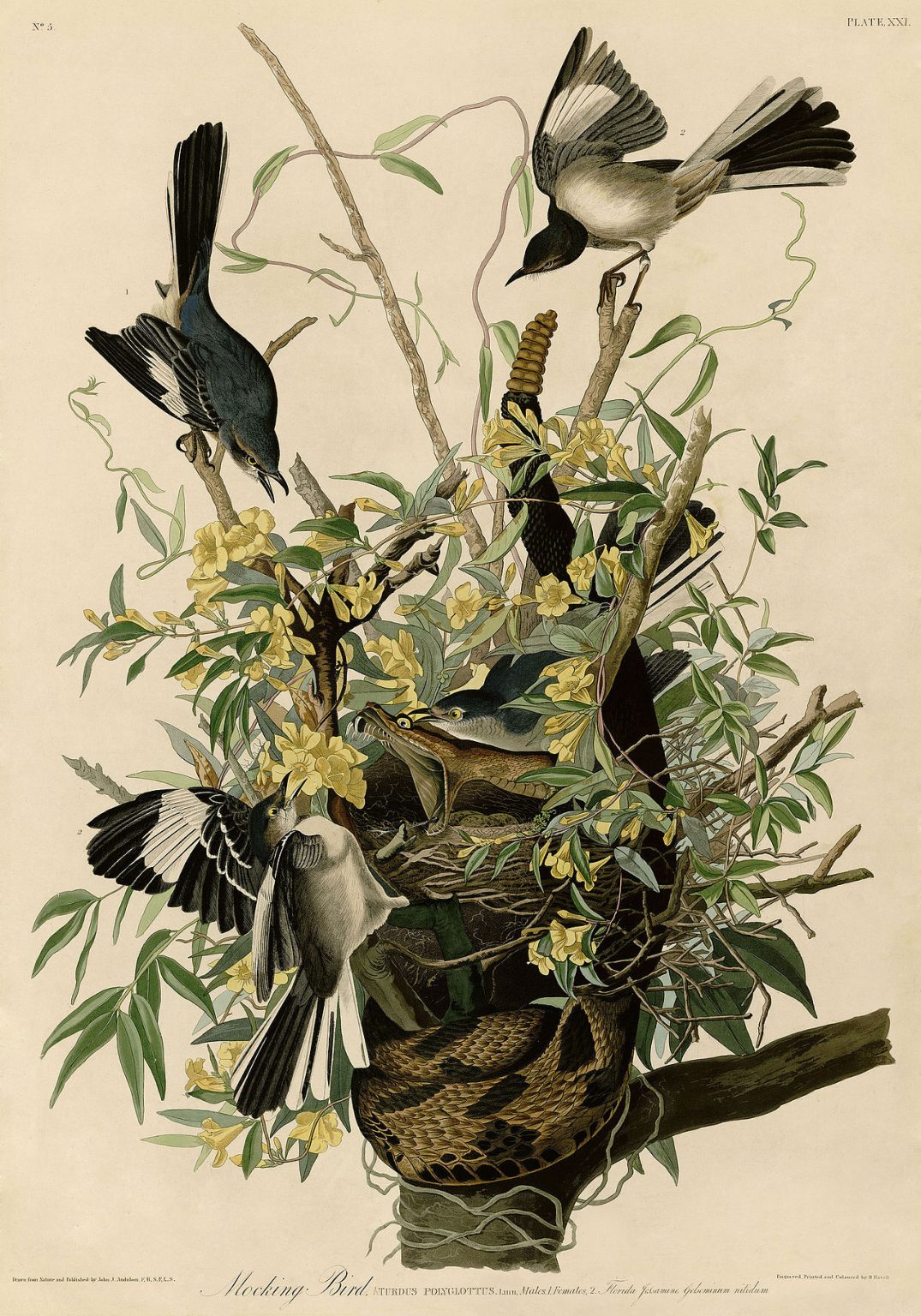 AI: John Audubon, Florence Bailey, Roger Peterson, and Phoebe ...